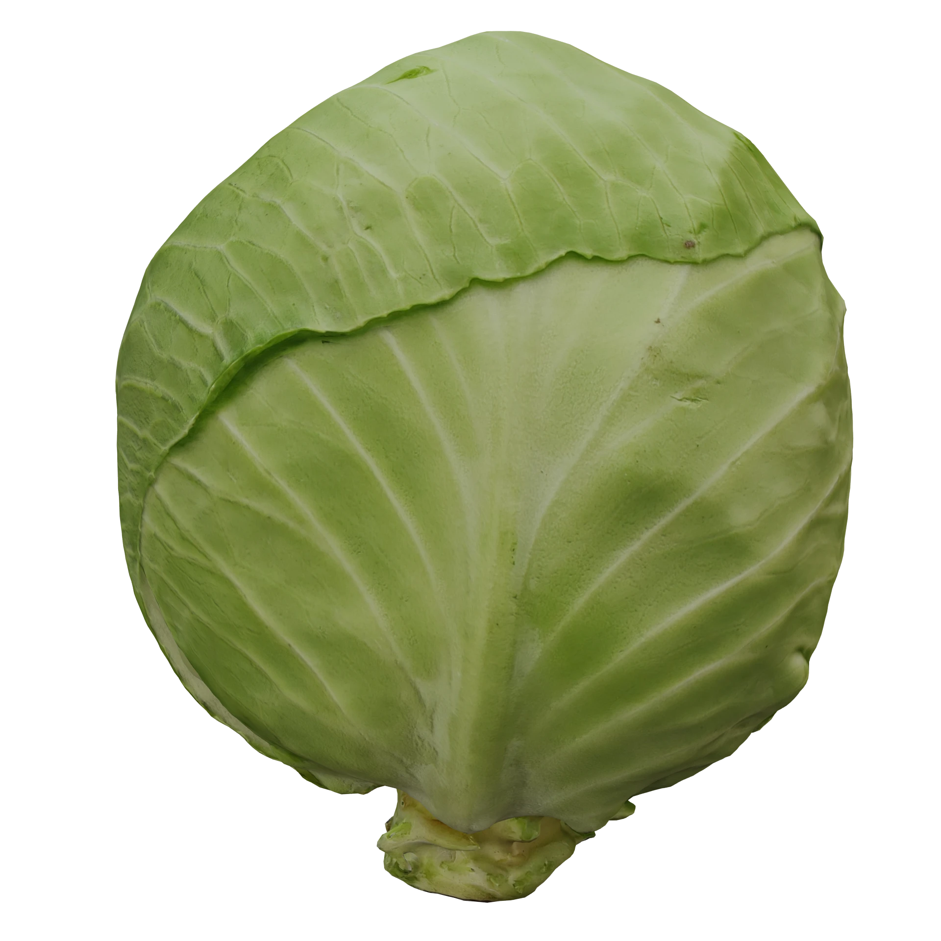 Cabbage | Fruit & Vegetables models | BlenderKit