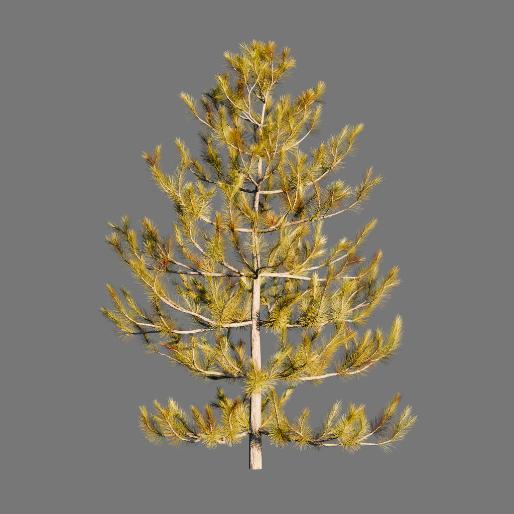 Pine Tree | Trees models | BlenderKit