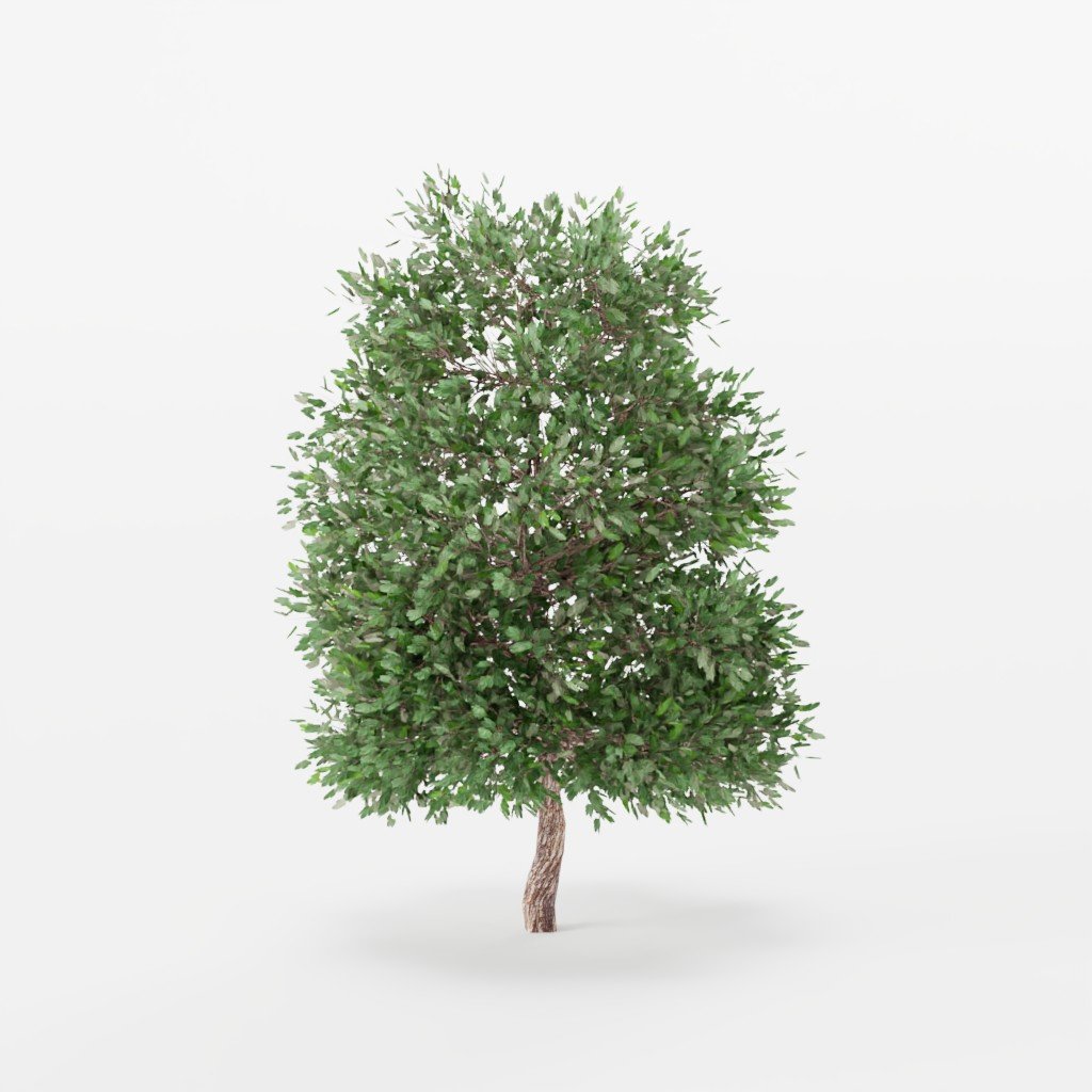 Maple Tree 01 | Trees models | BlenderKit