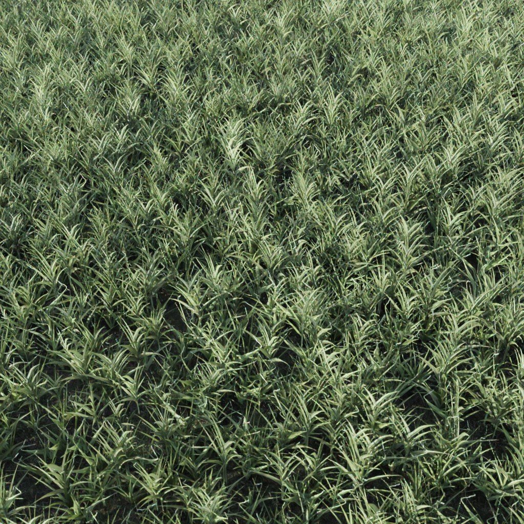 Grass Small Sprouts | Grass models | BlenderKit