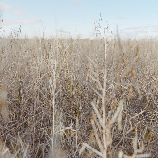 Grass Dead Dry Sparse | Grass models | BlenderKit