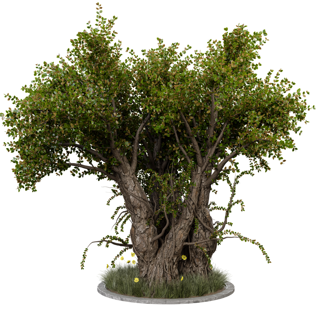 Old tree D | Trees models | BlenderKit