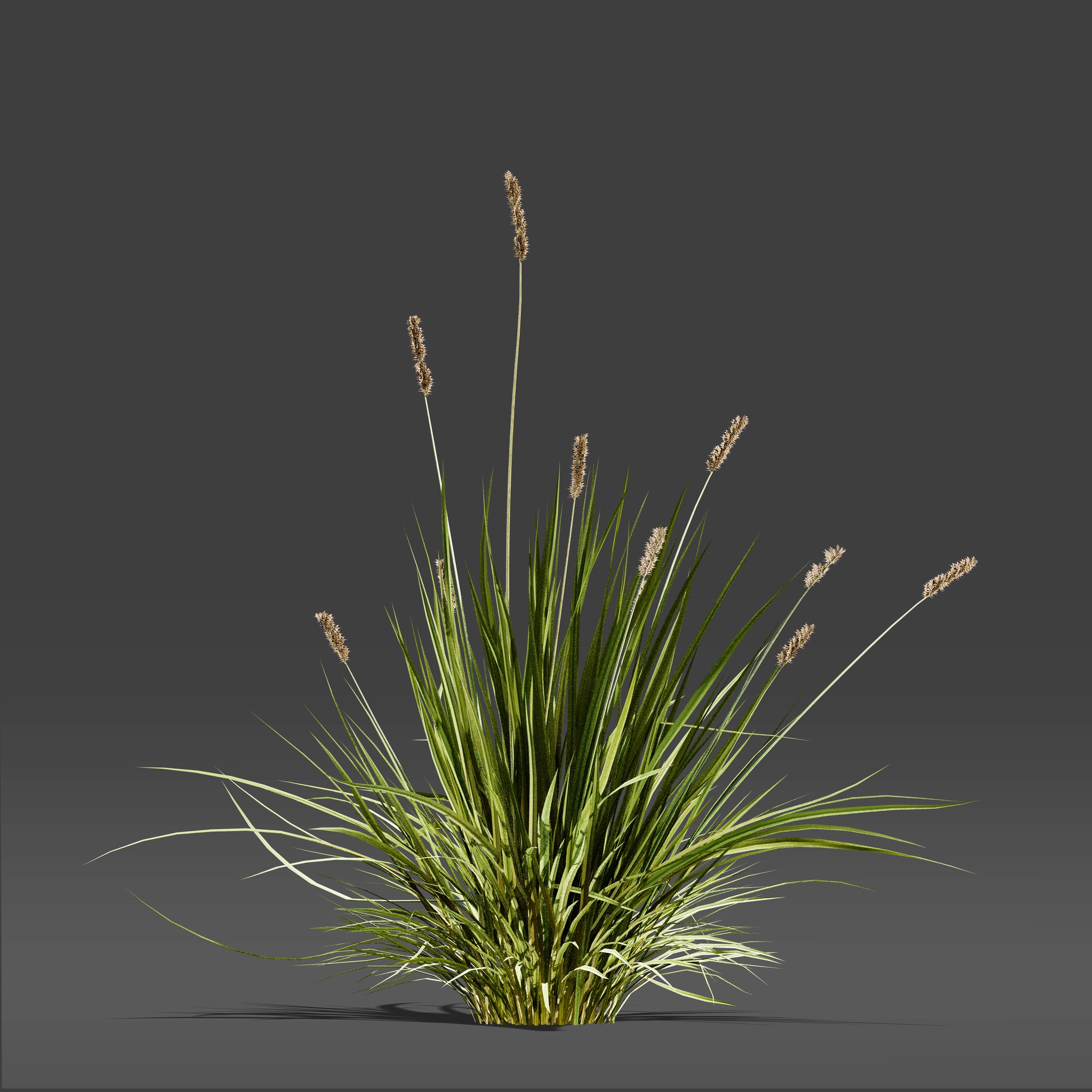 Brunnea Sedge Tuft VariantA | Grass models | BlenderKit