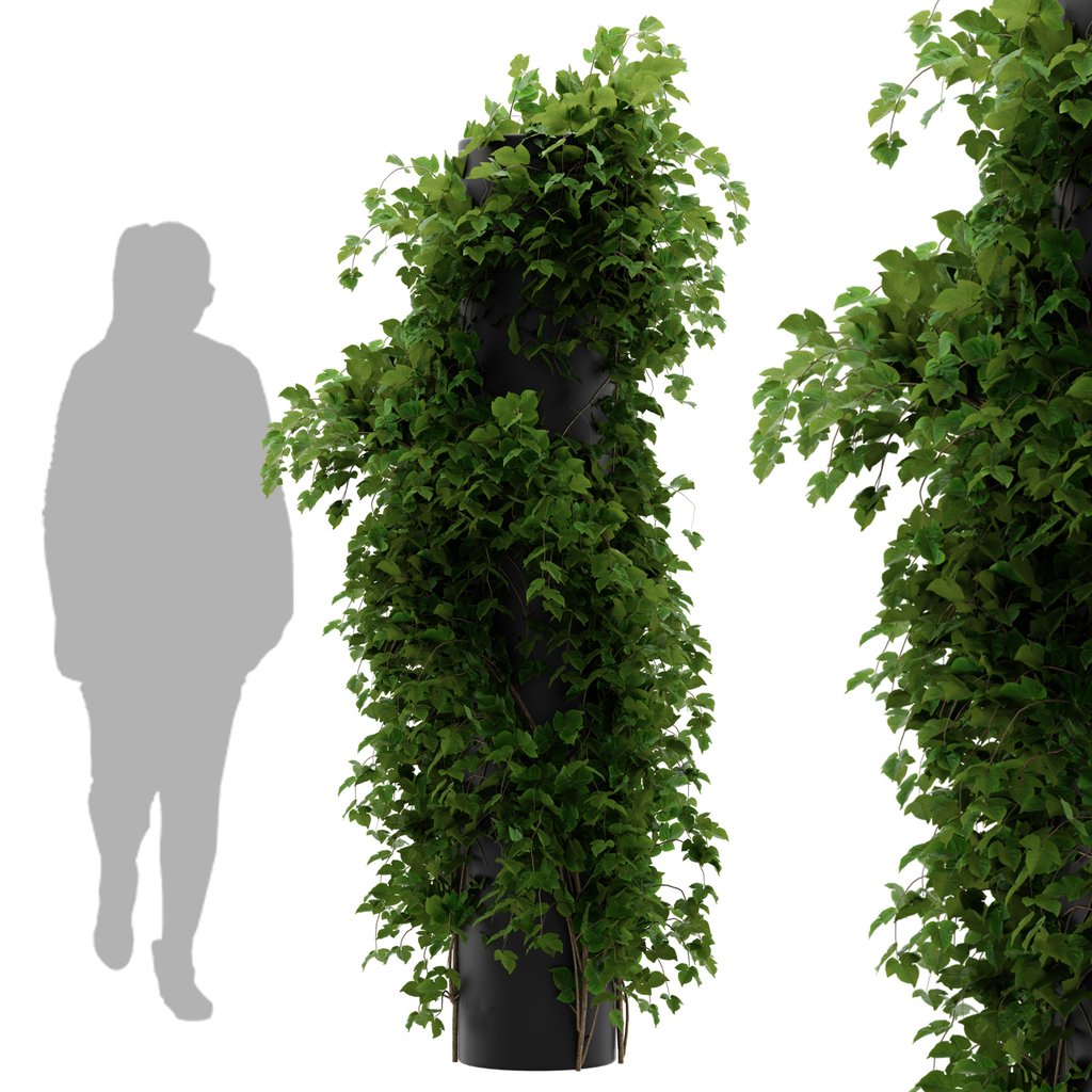 Ipomoea nil g | Green Walls models | BlenderKit