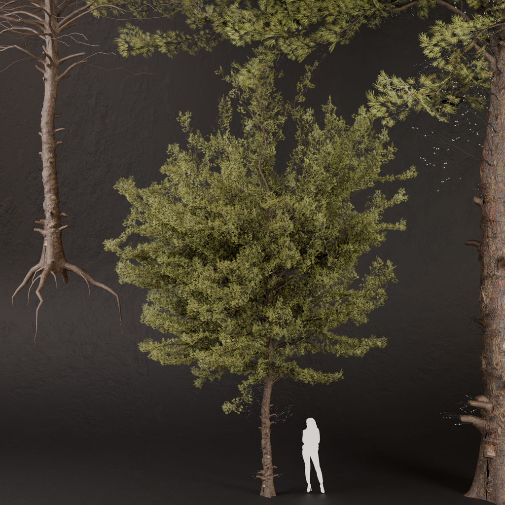 SJ-Silent Pine Observer | Trees models | BlenderKit