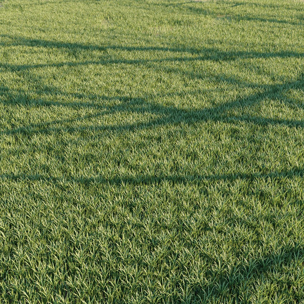 Grass | Grass models | BlenderKit