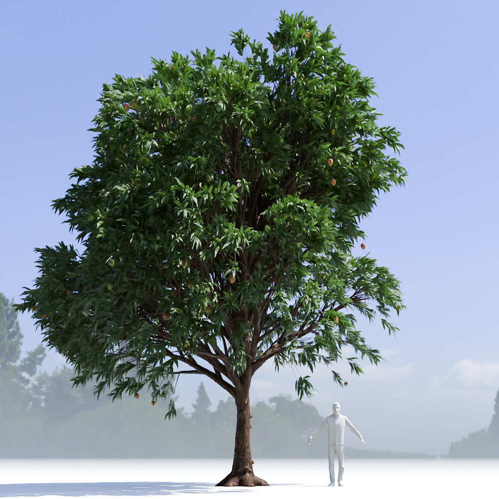Mango Tree | Trees models | BlenderKit