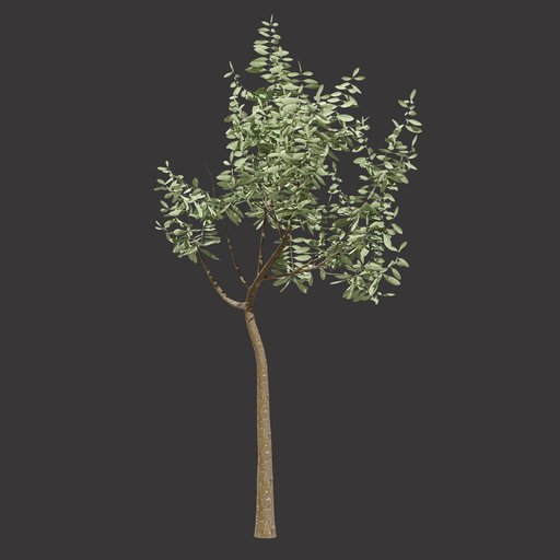 Twisted Tree | Trees models | BlenderKit