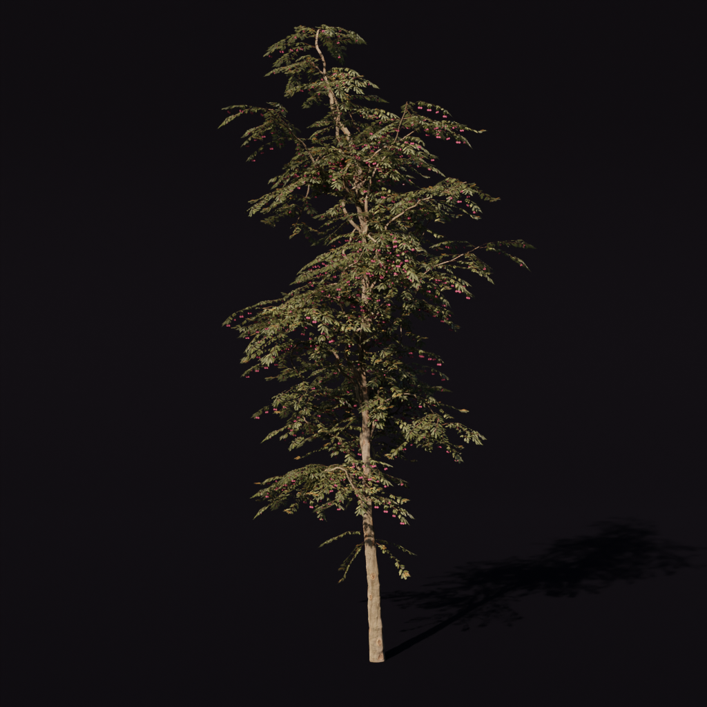 Tree Cherry a1 Large | Trees models | BlenderKit