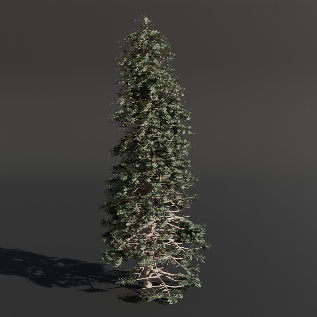 Abies Alba Silver Fir Large Wild | FREE Trees models | BlenderKit