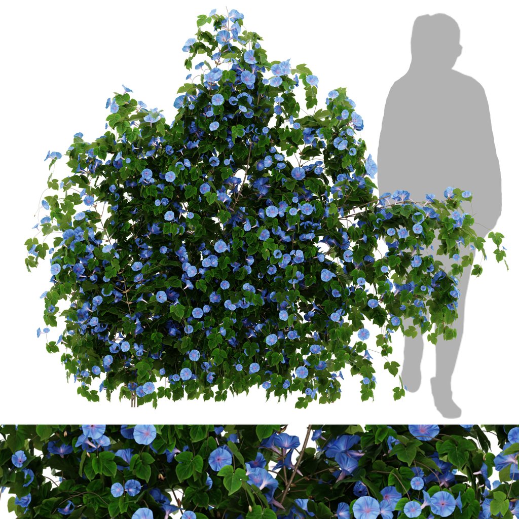 Ipomoea nil i | Green Walls models | BlenderKit