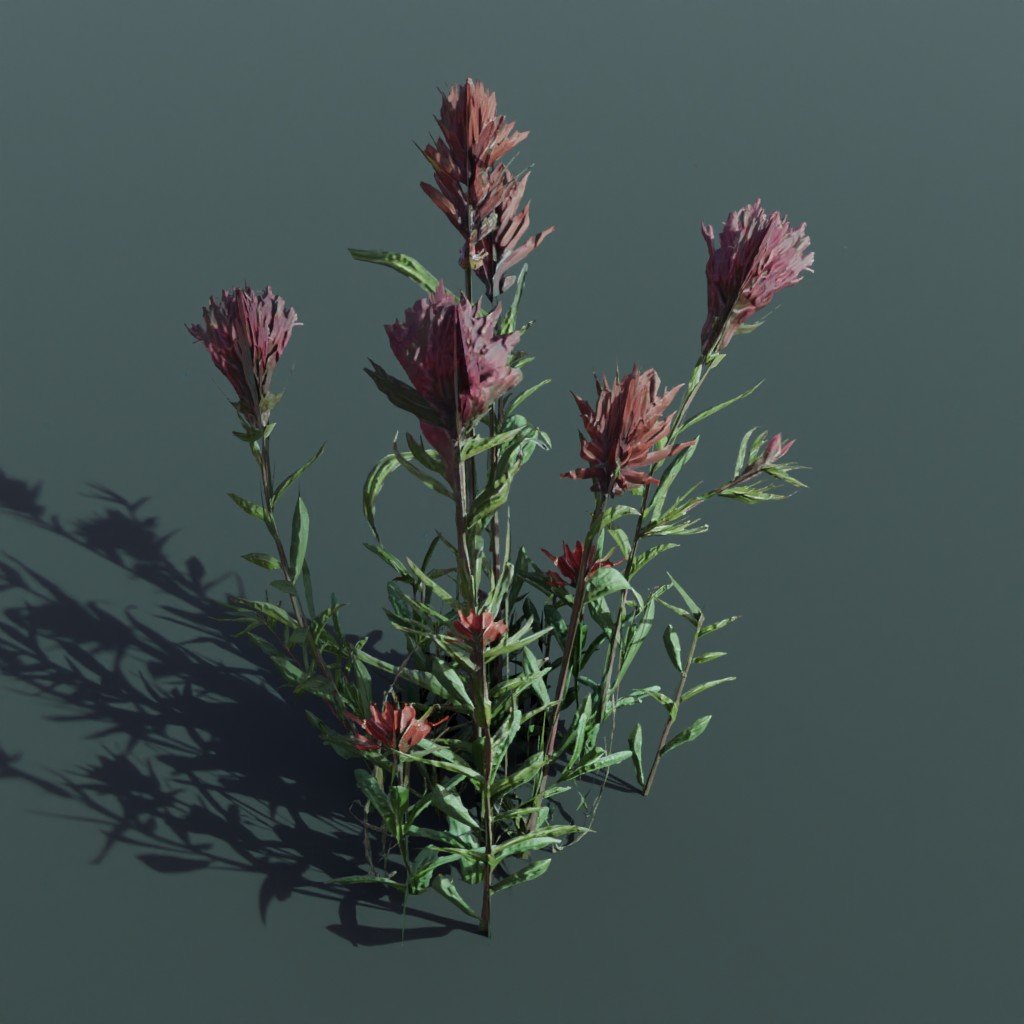 Plant Paintbrush Medium | Outdoor Plants models | BlenderKit