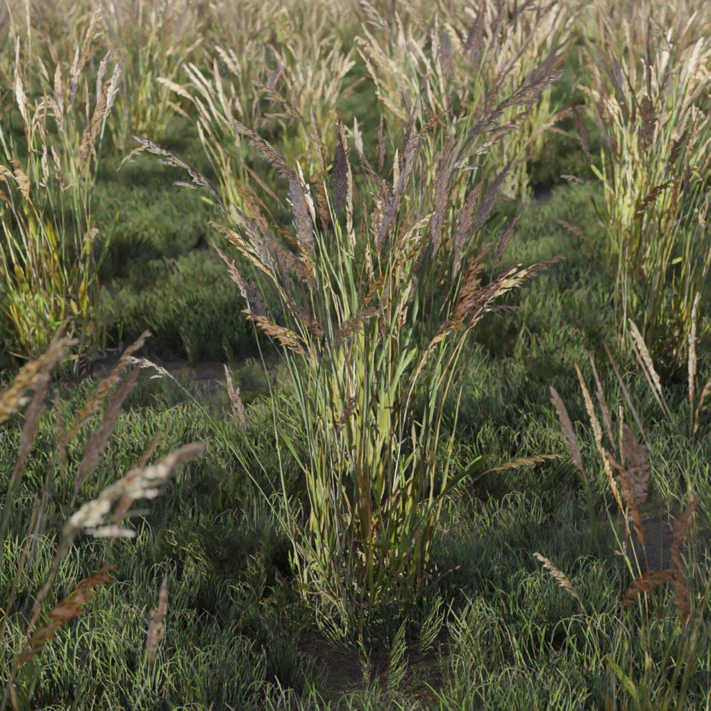 Grass Feather Reed | Grass models | BlenderKit