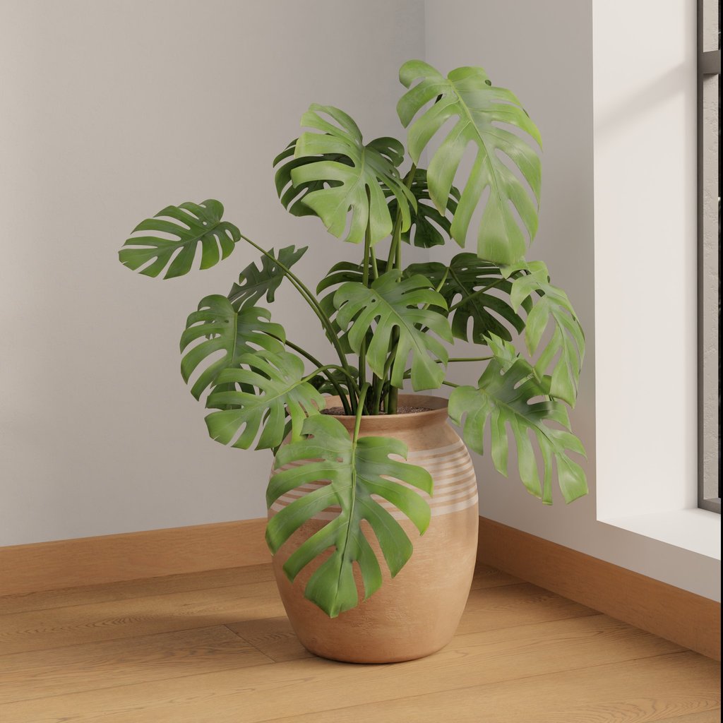 Monstera Borsigiana | Indoor Plants models | BlenderKit