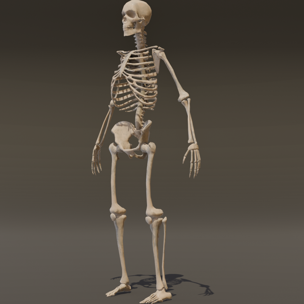 Fully rigged human skeleton | Human Skeletons models | BlenderKit