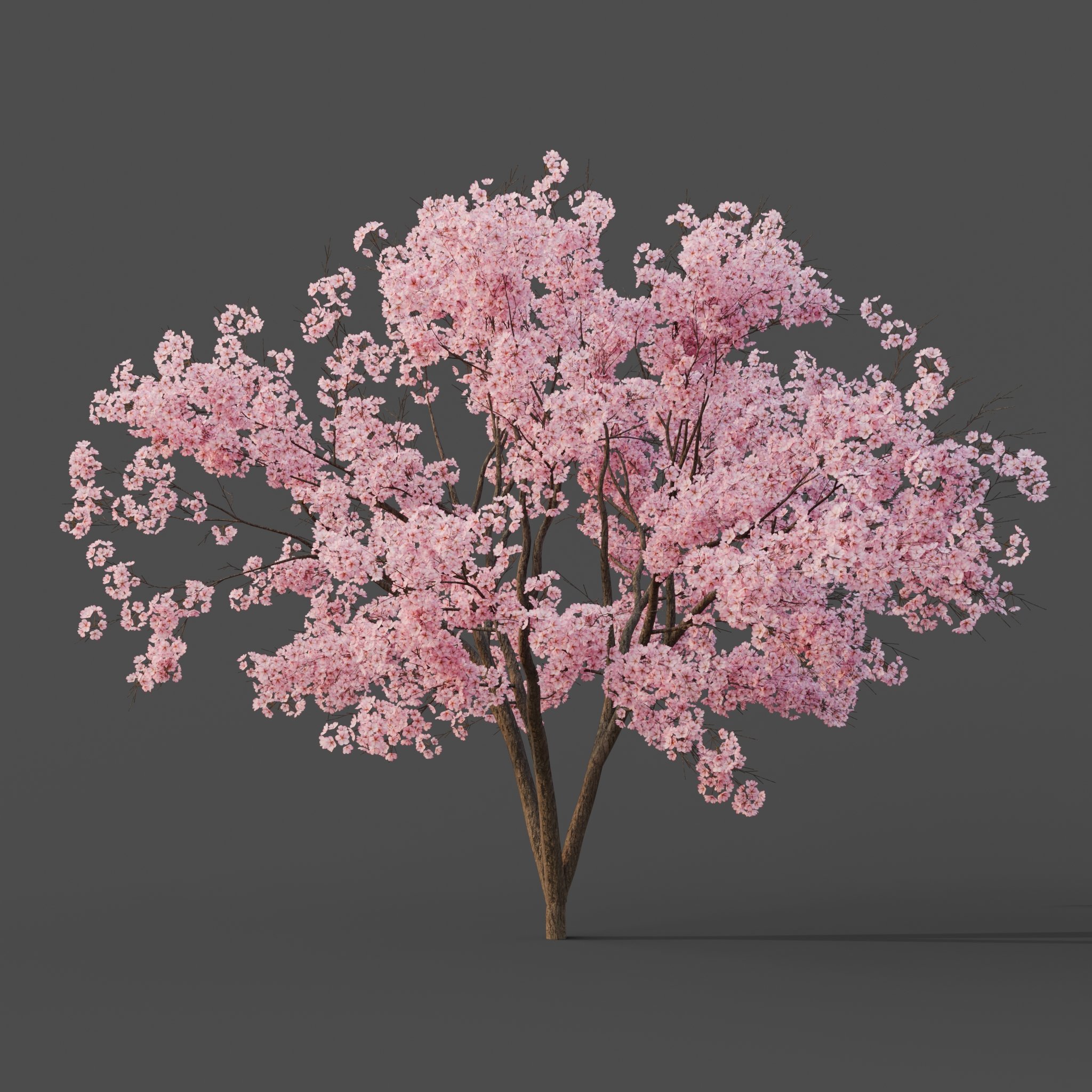 Sakura Japanese Cherry Blossom | Trees models | BlenderKit