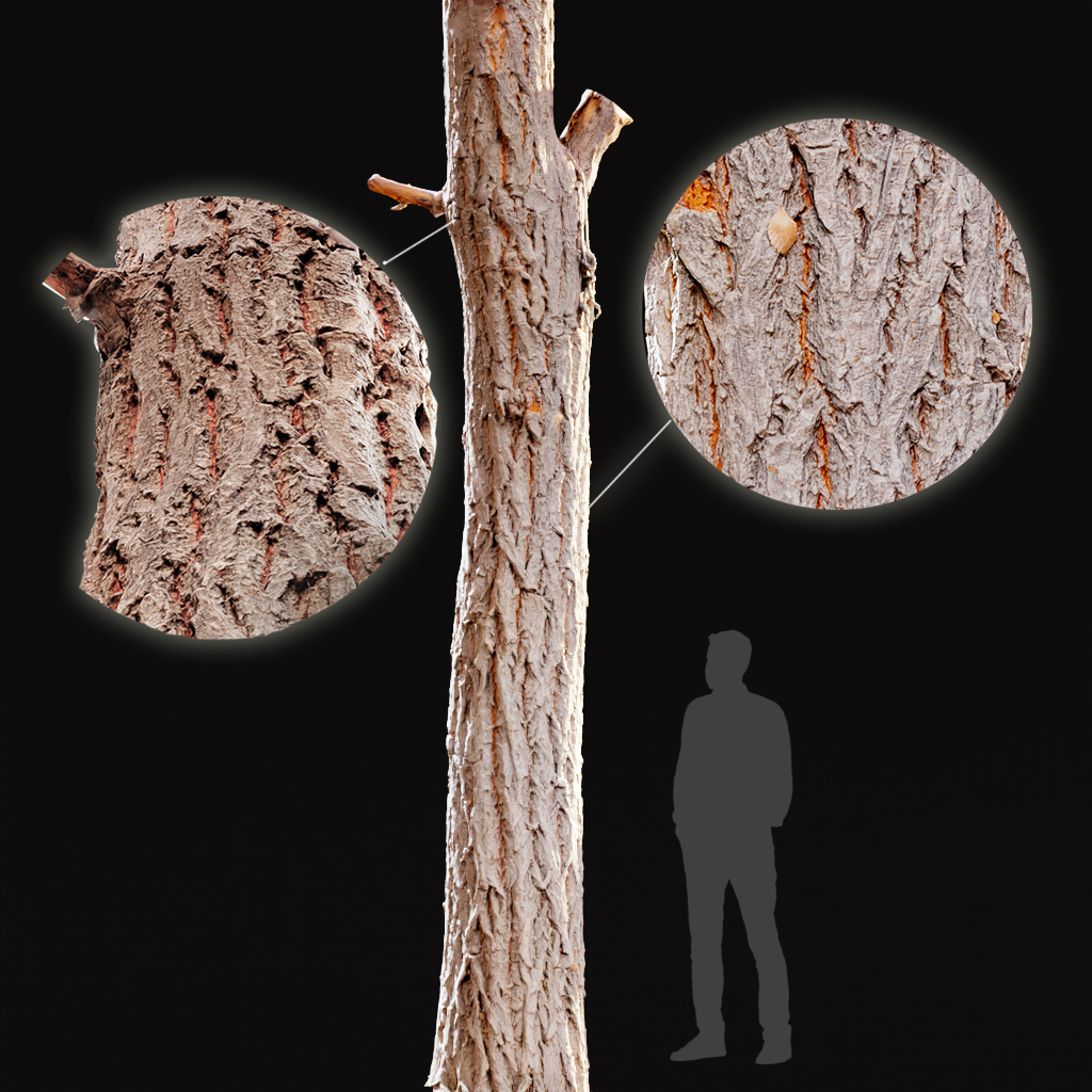 The trunk of an old tree | Trees models | BlenderKit