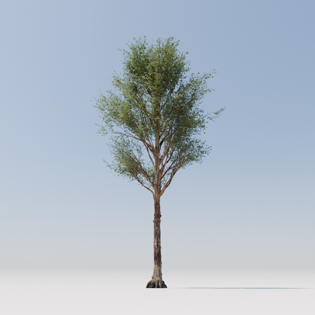 Tree 31 | Trees models | BlenderKit