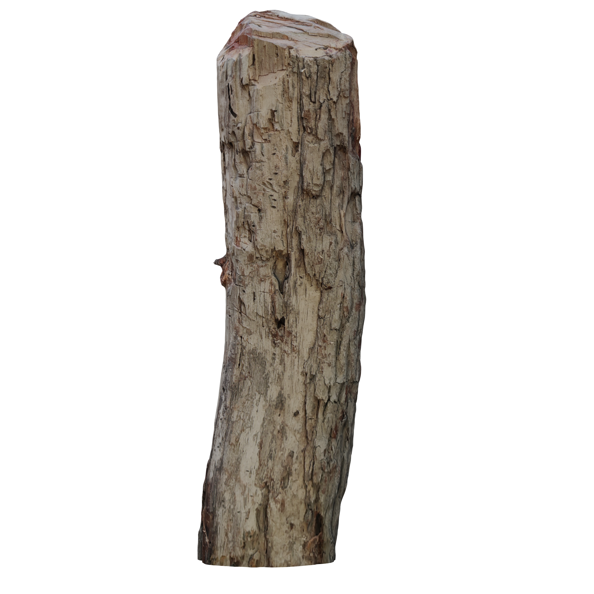 Tree Trunk Cutted | FREE Trees models | BlenderKit