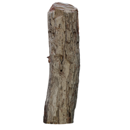 Tree Trunk Cutted | FREE Trees models | BlenderKit