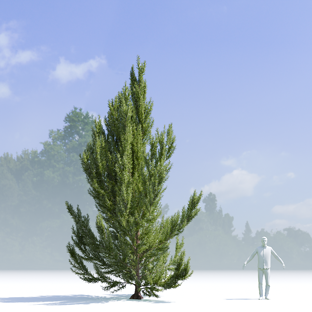 Pinus Flexilis Vanderwolf Pyramid | Trees models | BlenderKit