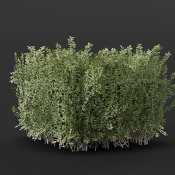 Boxwood Hedge Edge Round | Outdoor Plants models | BlenderKit
