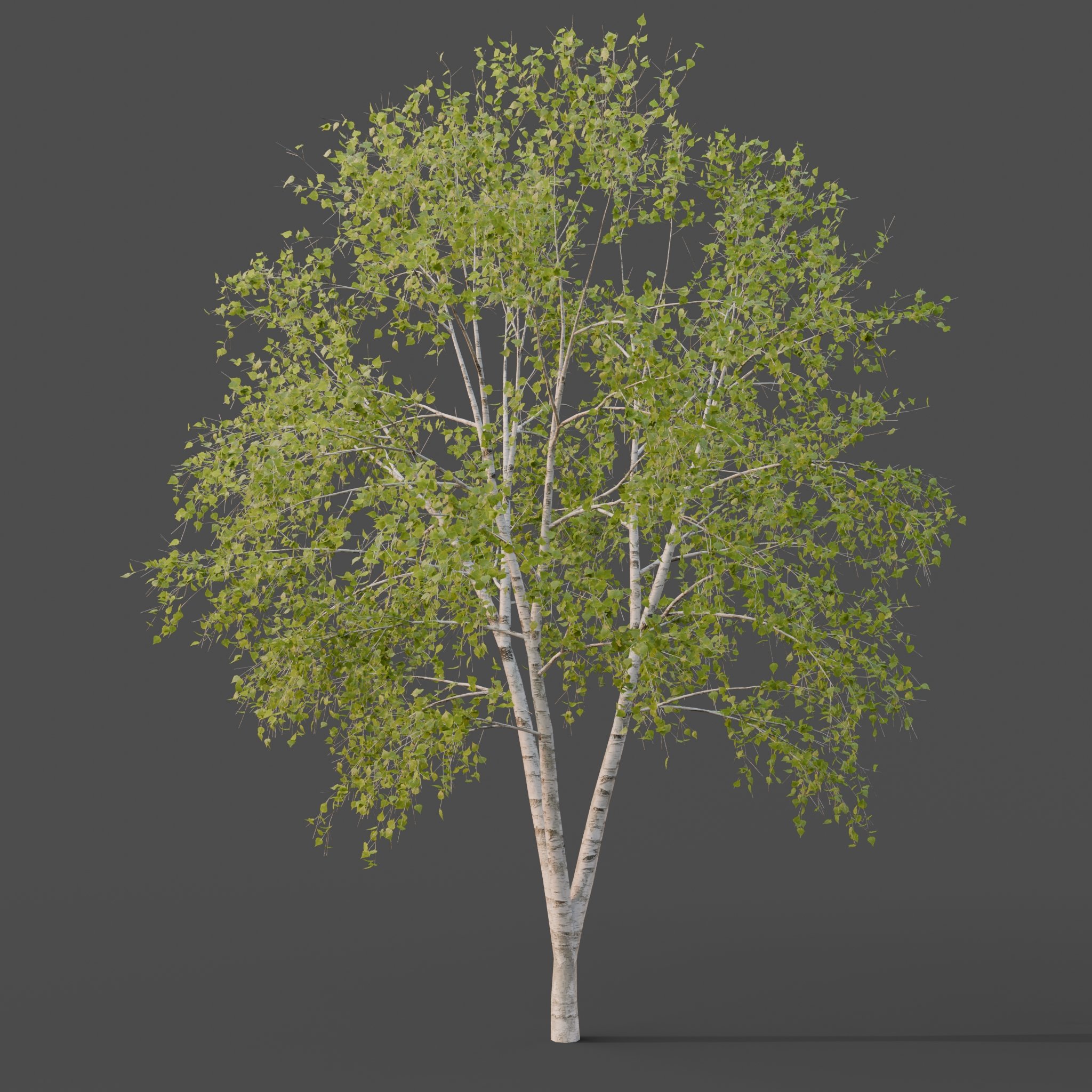 Silver Birch Large - Summer | Trees models | BlenderKit