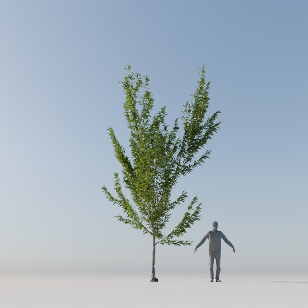 Tree 49 | Trees models | BlenderKit