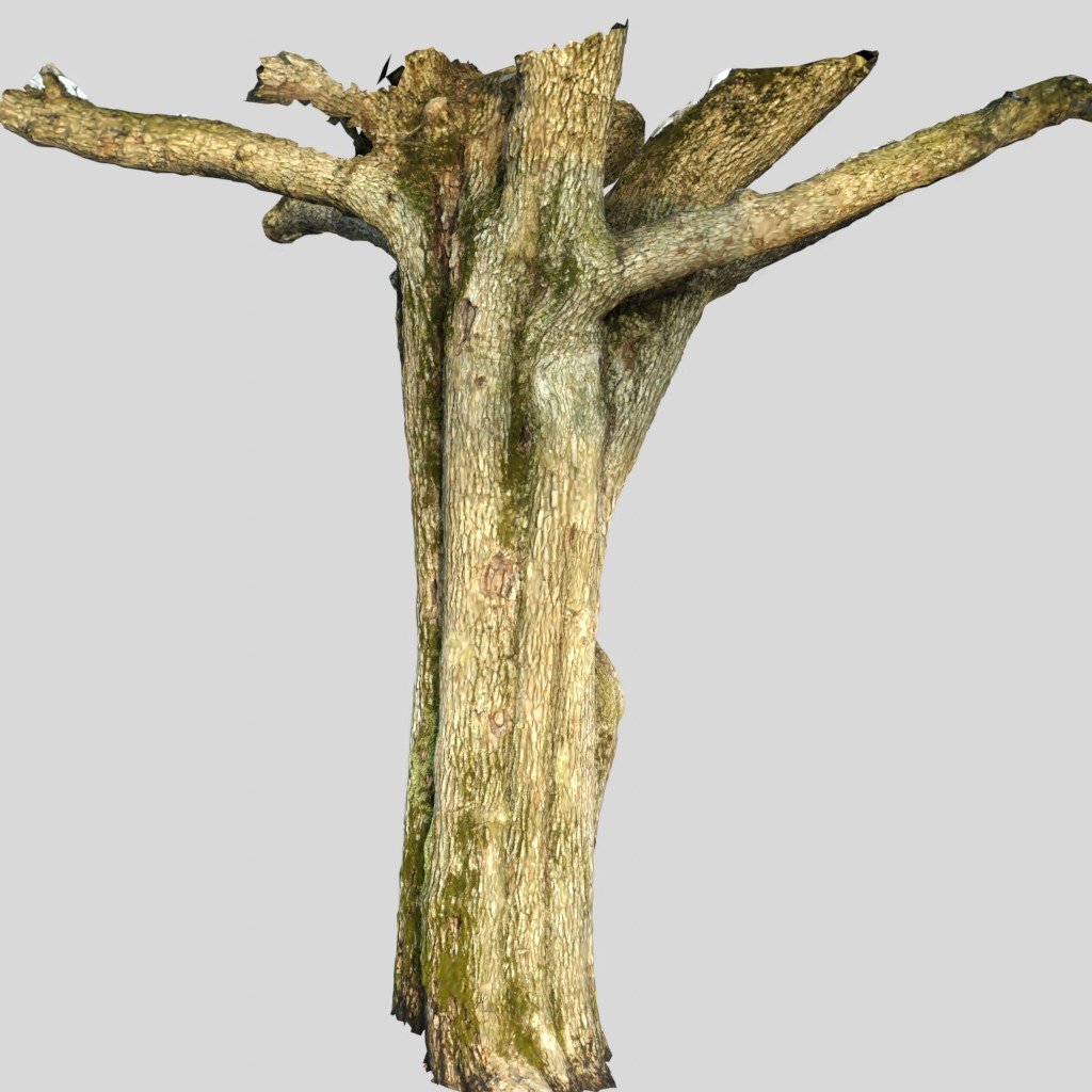 Photoscanned Tree Trunk | FREE Trees models | BlenderKit
