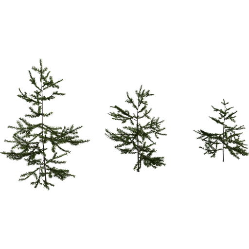 Fir Sapling | FREE Trees models | BlenderKit