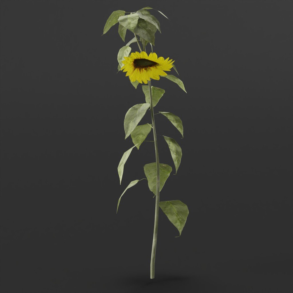 Flower Sunflower Large | Outdoor Plants models | BlenderKit