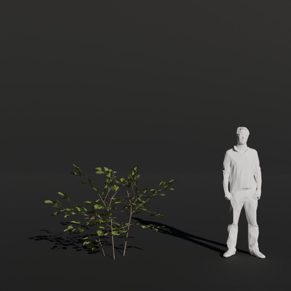Black Alder Sapling | Trees models | BlenderKit