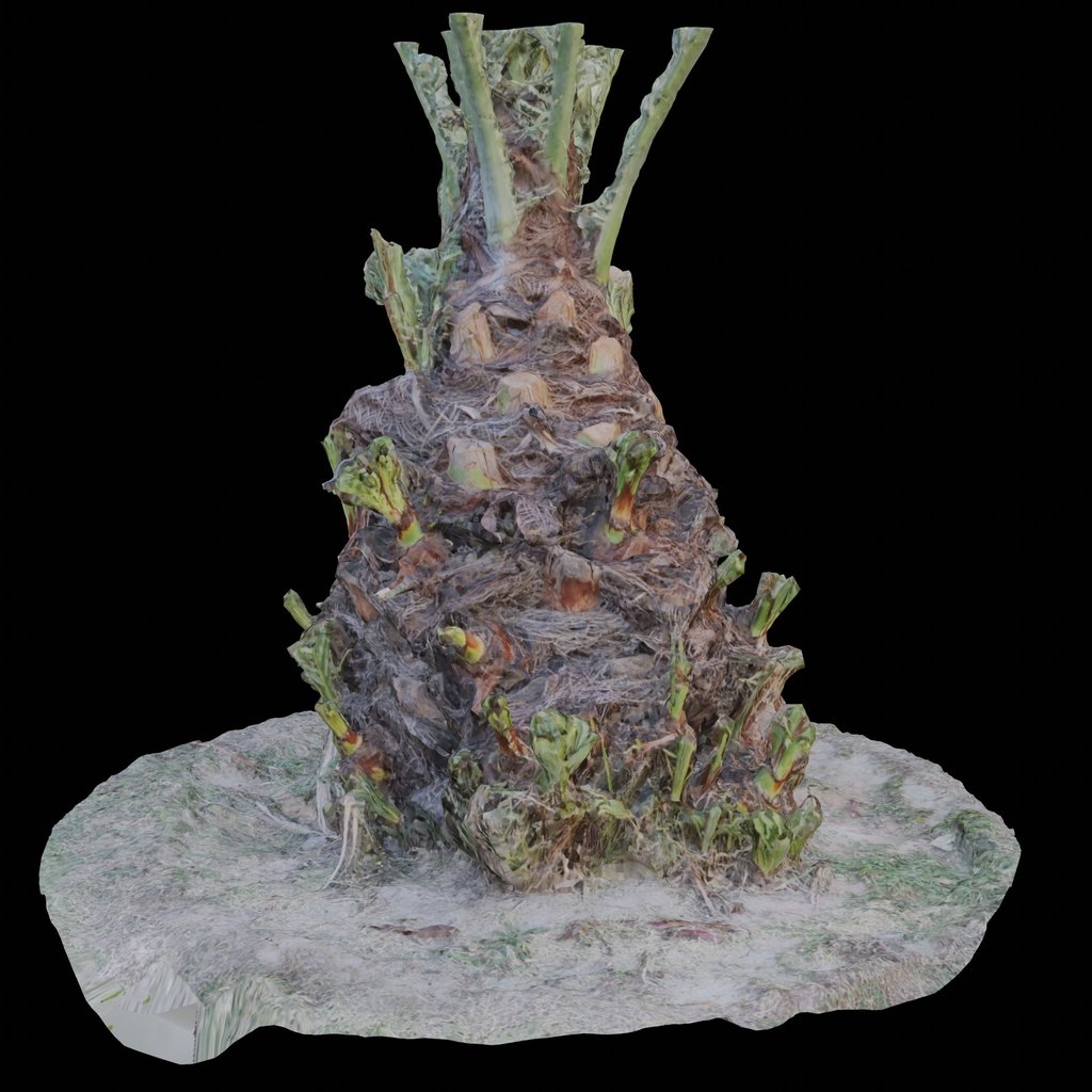 Plam base | Trees models | BlenderKit