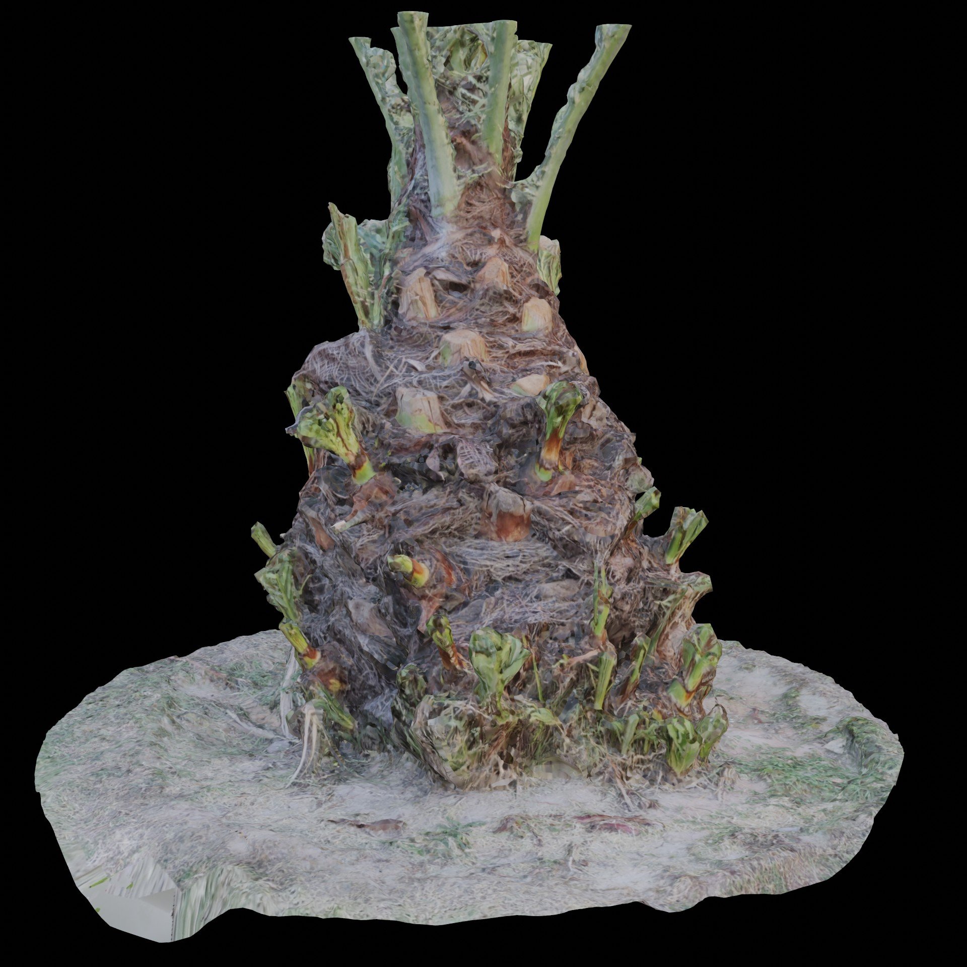 Plam base | Trees models | BlenderKit