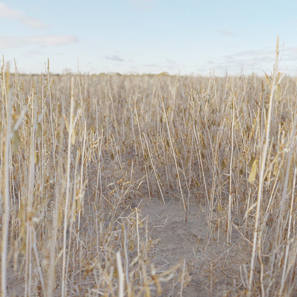 Grass Generic Small | FREE Grass models | BlenderKit