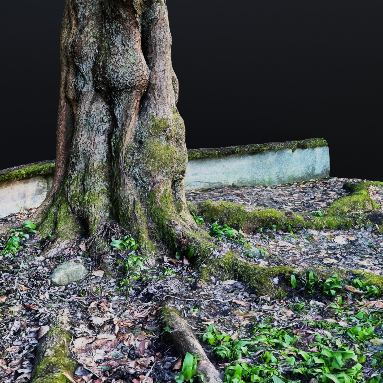 Tree Trunk & Surrounding (Photoscanned) | FREE Environment Elements models | BlenderKit