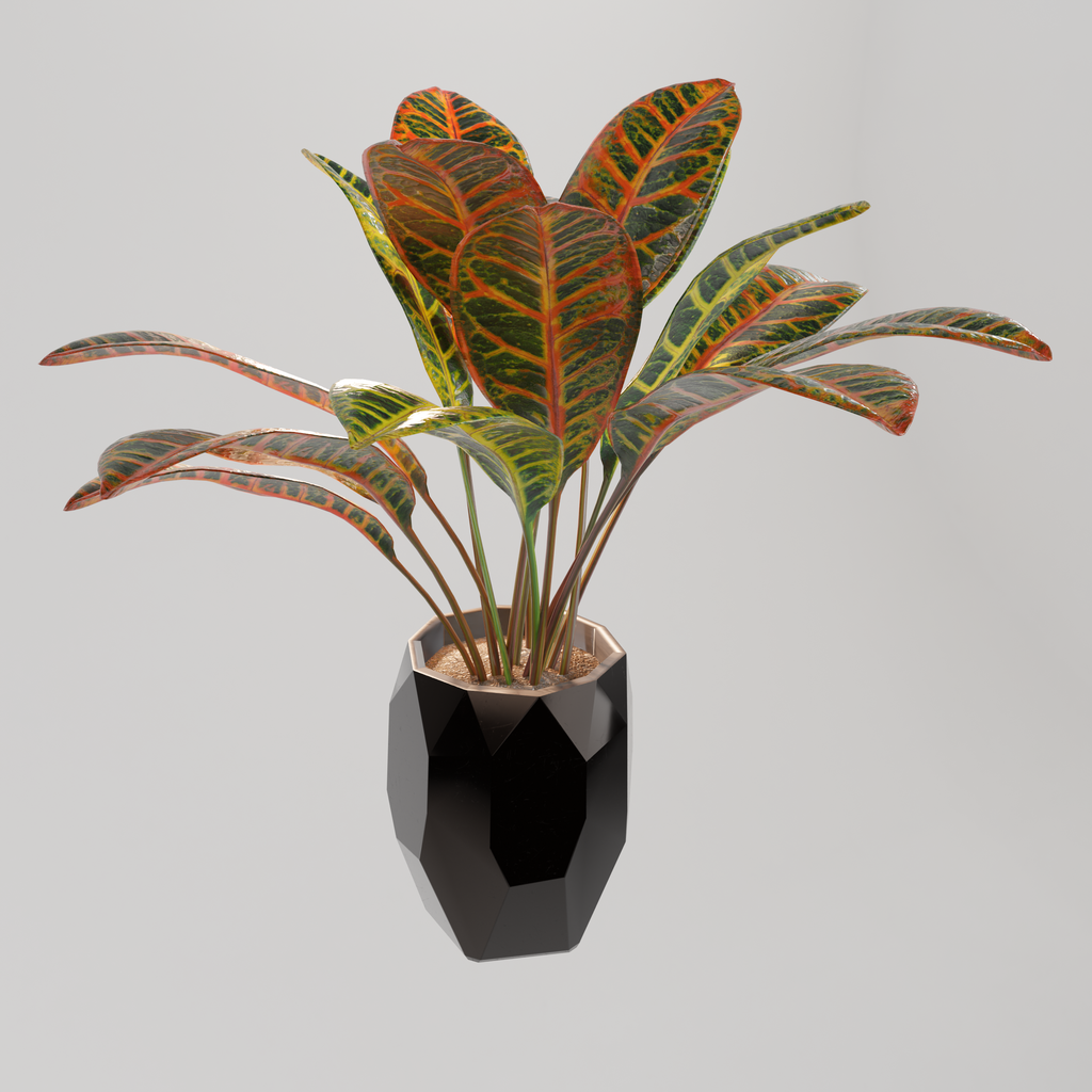 Croton indoor pot | Indoor Plants models | BlenderKit