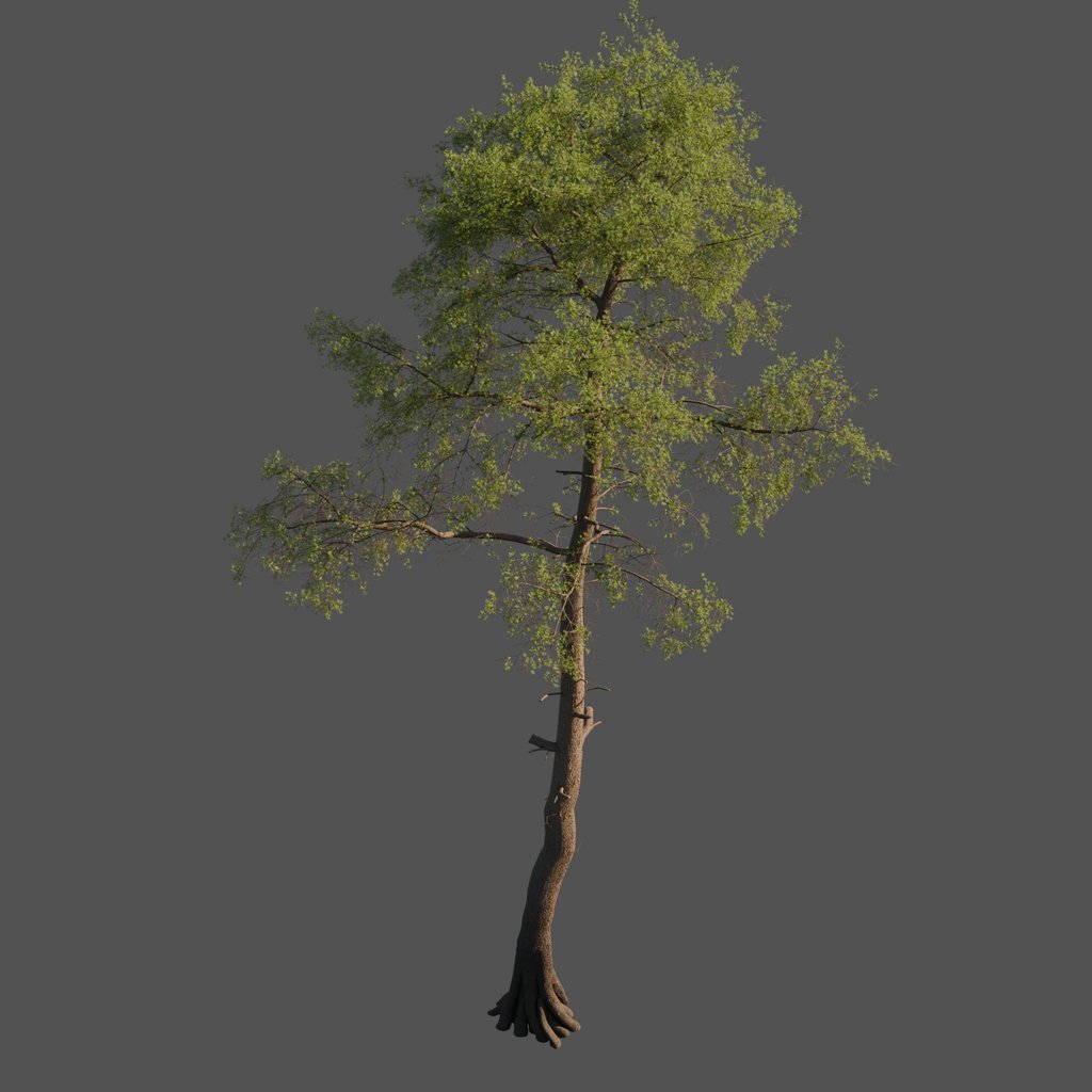 Pine Tree | FREE Trees models | BlenderKit
