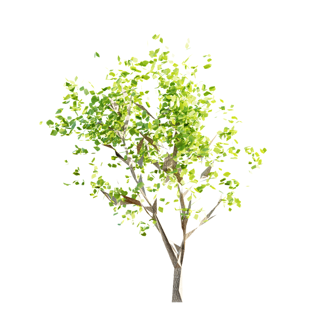 Tree LOD 3 | FREE Trees models | BlenderKit