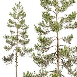 Pine tree | Trees models | BlenderKit