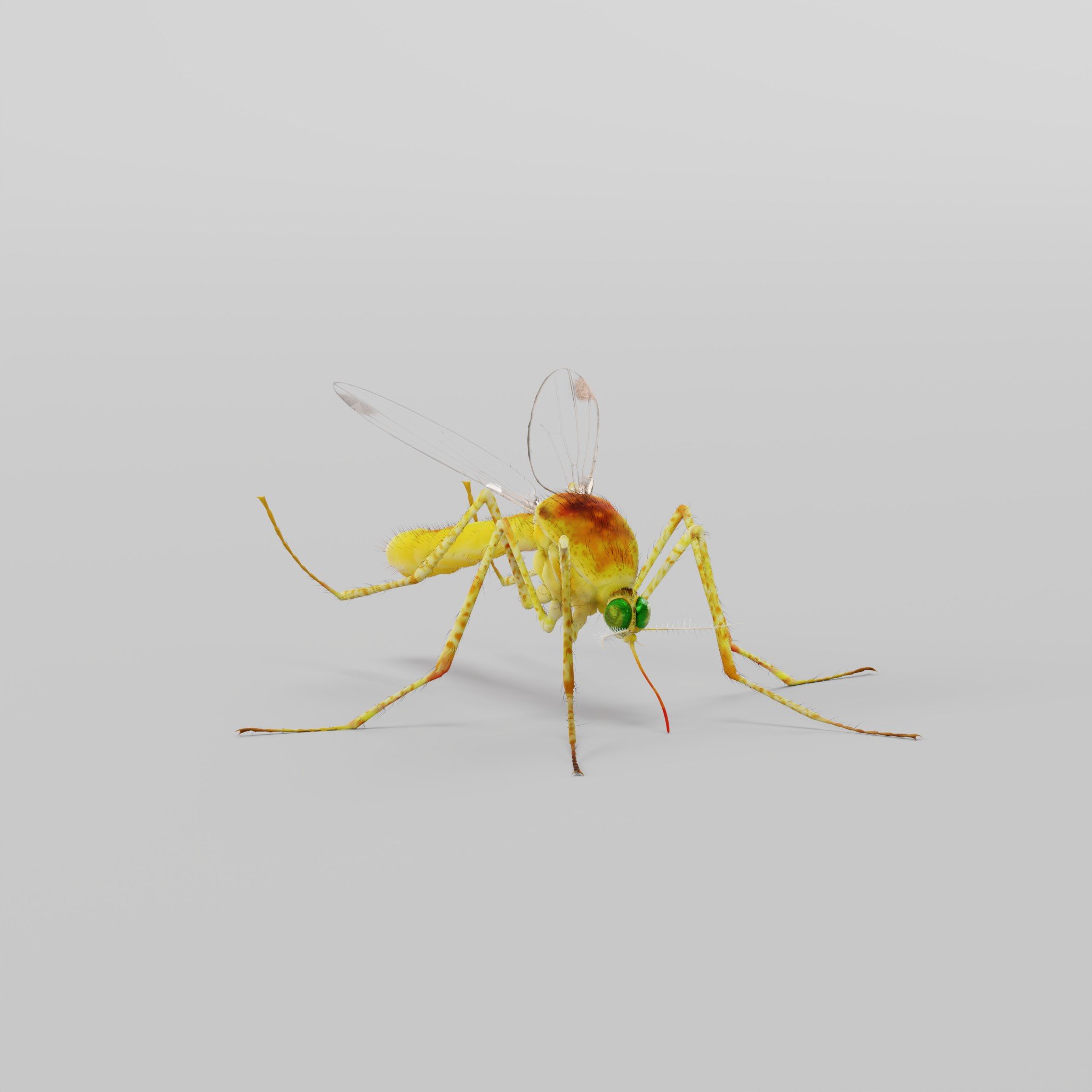 Misquito Anopheles | FREE Insects models | BlenderKit