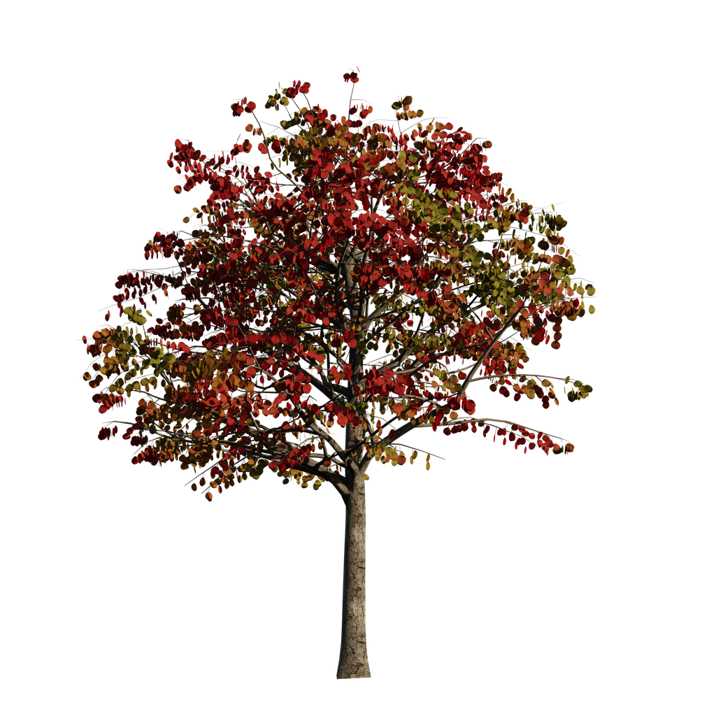 Fall Color Tree | Trees models | BlenderKit