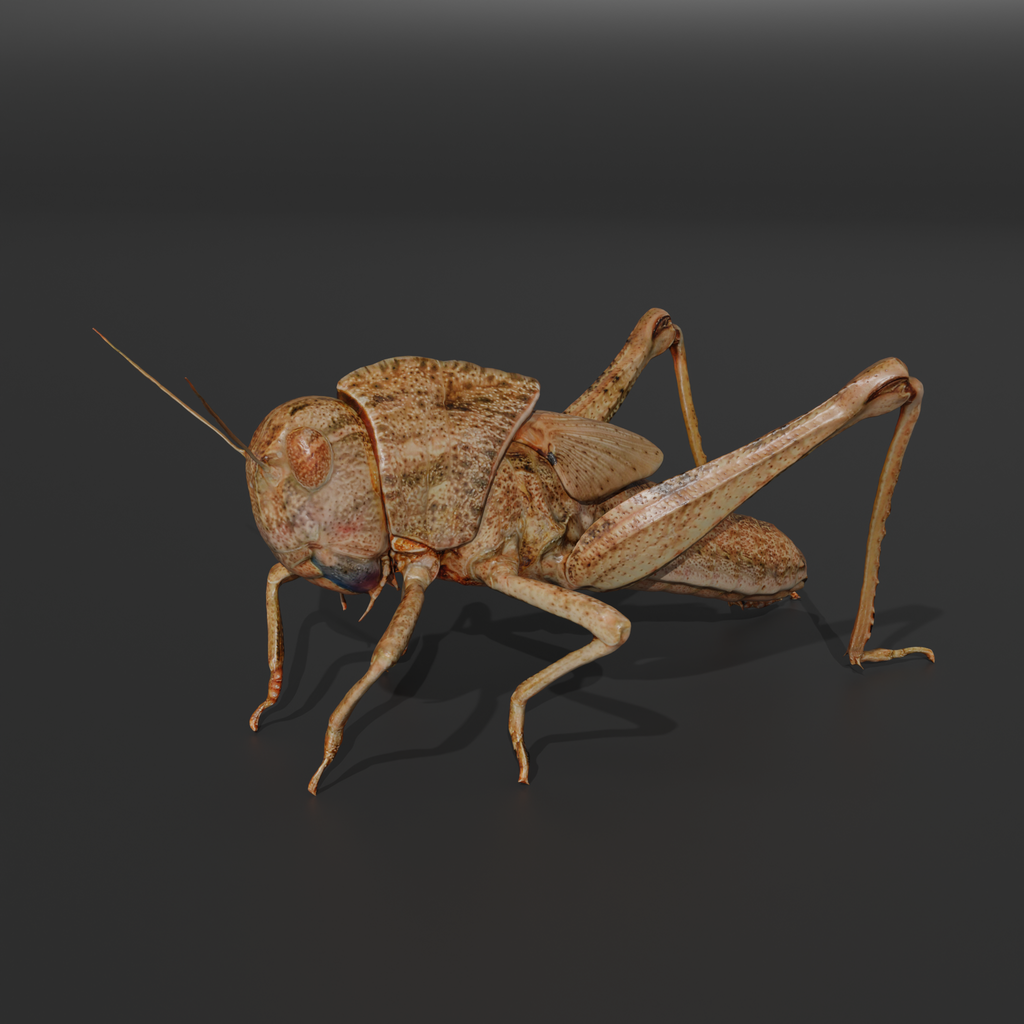 Migratory locust | FREE Insects models | BlenderKit