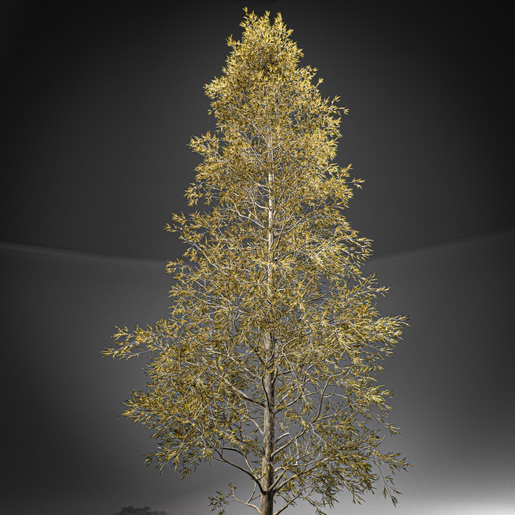 Tall pine tree | Trees models | BlenderKit