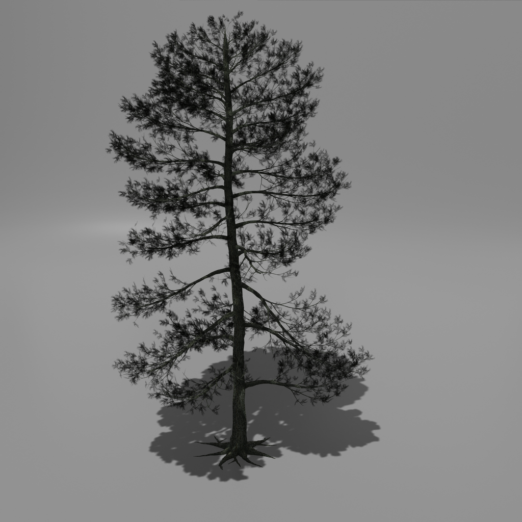 BlenderKit | Download the Pine tree model