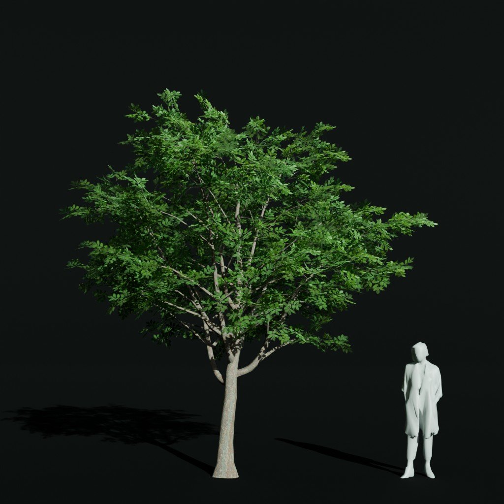 Gumbo Limbo Mature | Trees models | BlenderKit