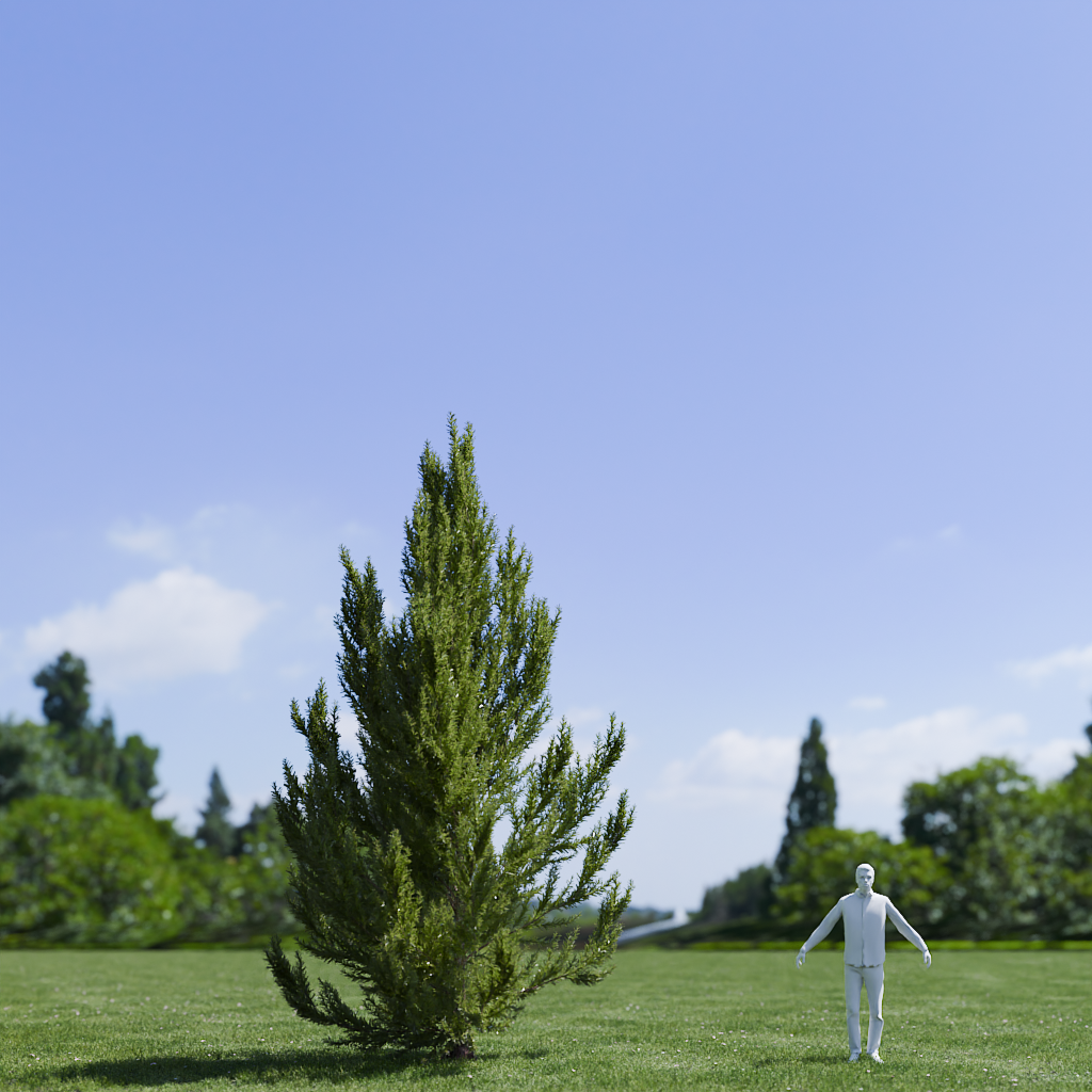 Pinus Flexilis Vanderwolf Pyramid | Trees models | BlenderKit