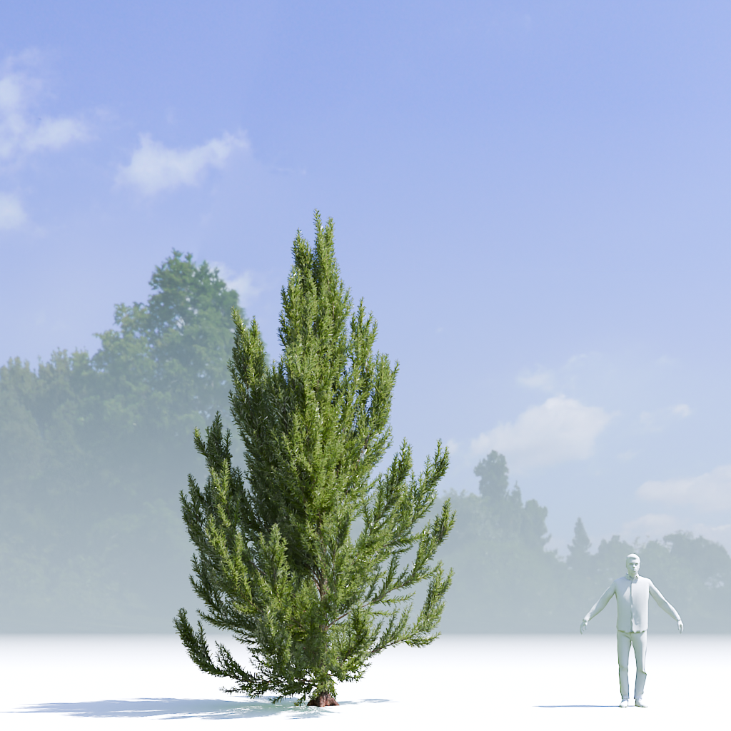 Pinus Flexilis Vanderwolf Pyramid | Trees models | BlenderKit