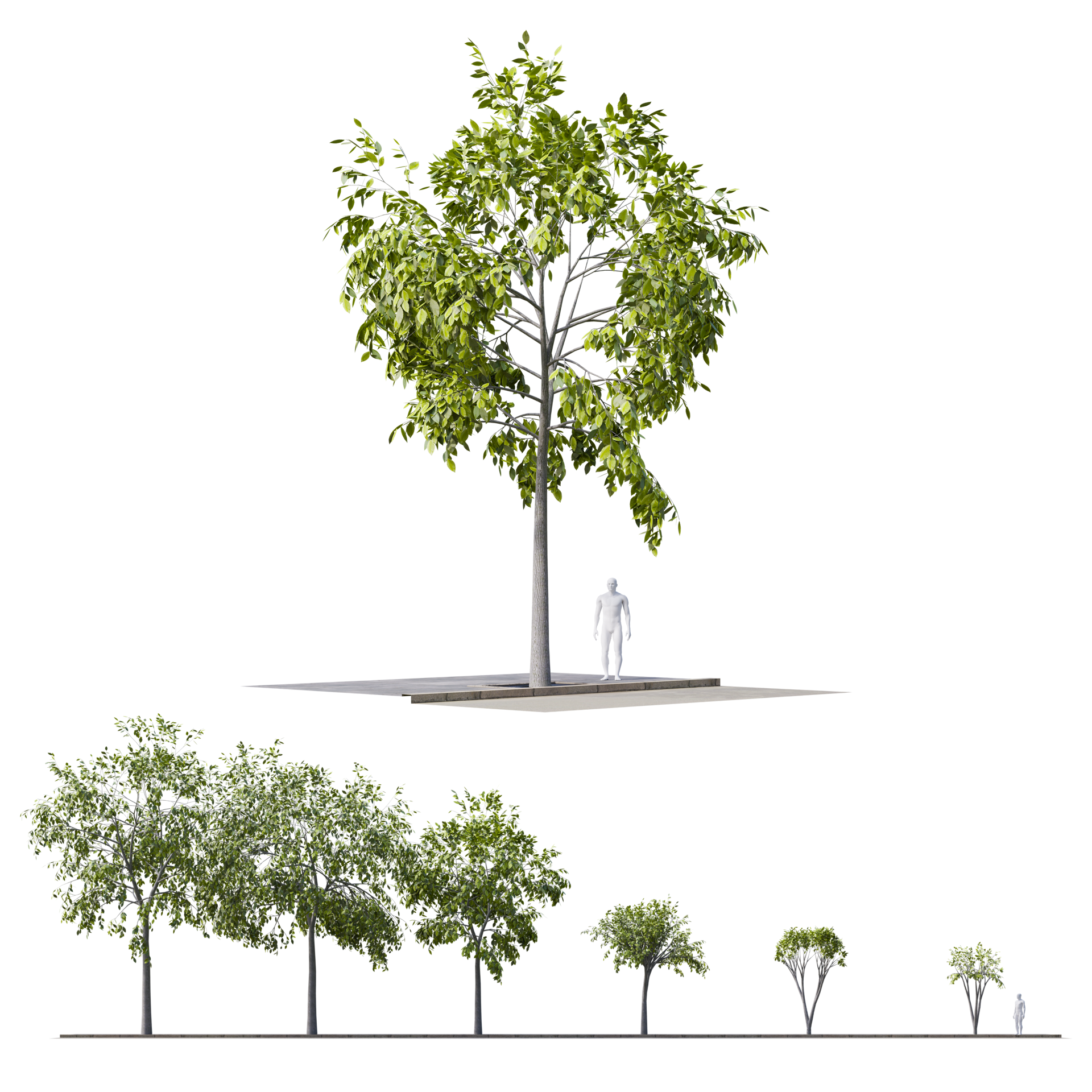 Sidewalk Trees | Trees models | BlenderKit