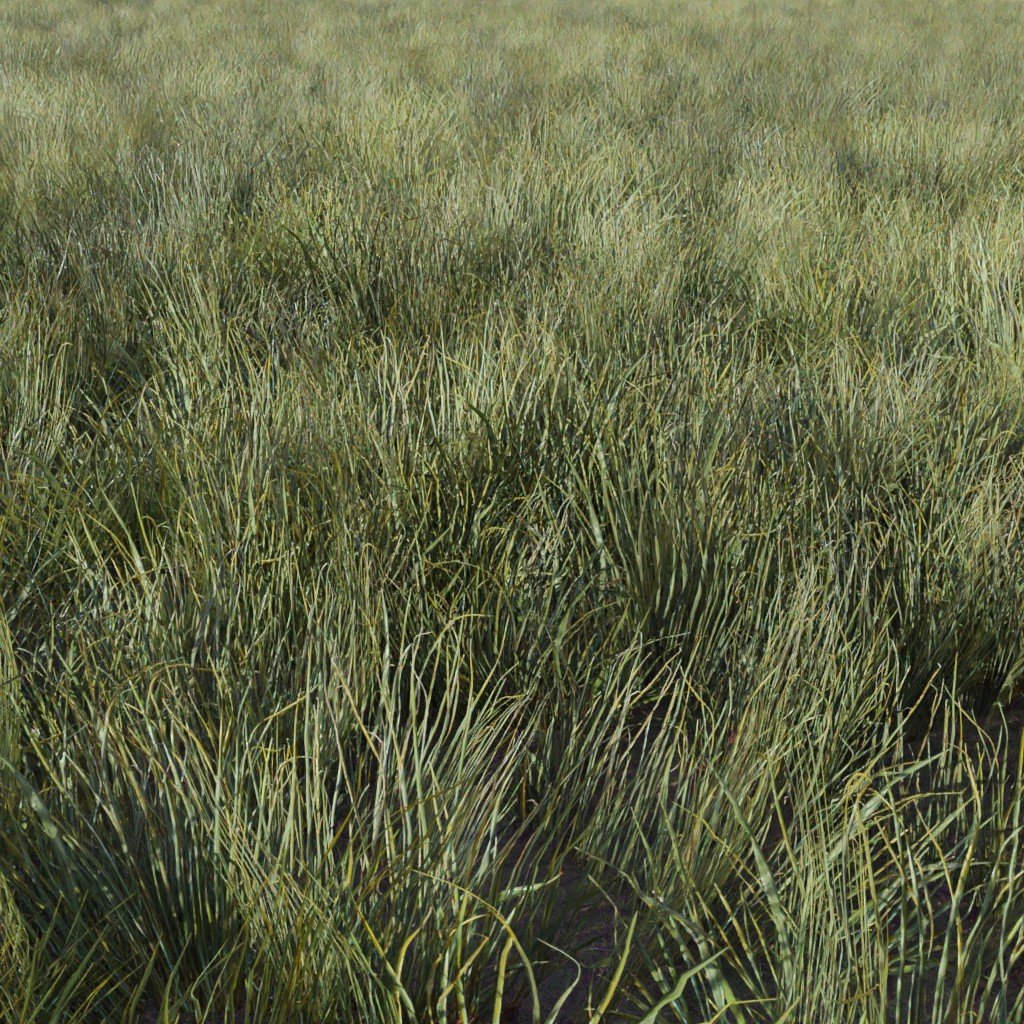 Grass Generic Medium Thin | Grass models | BlenderKit